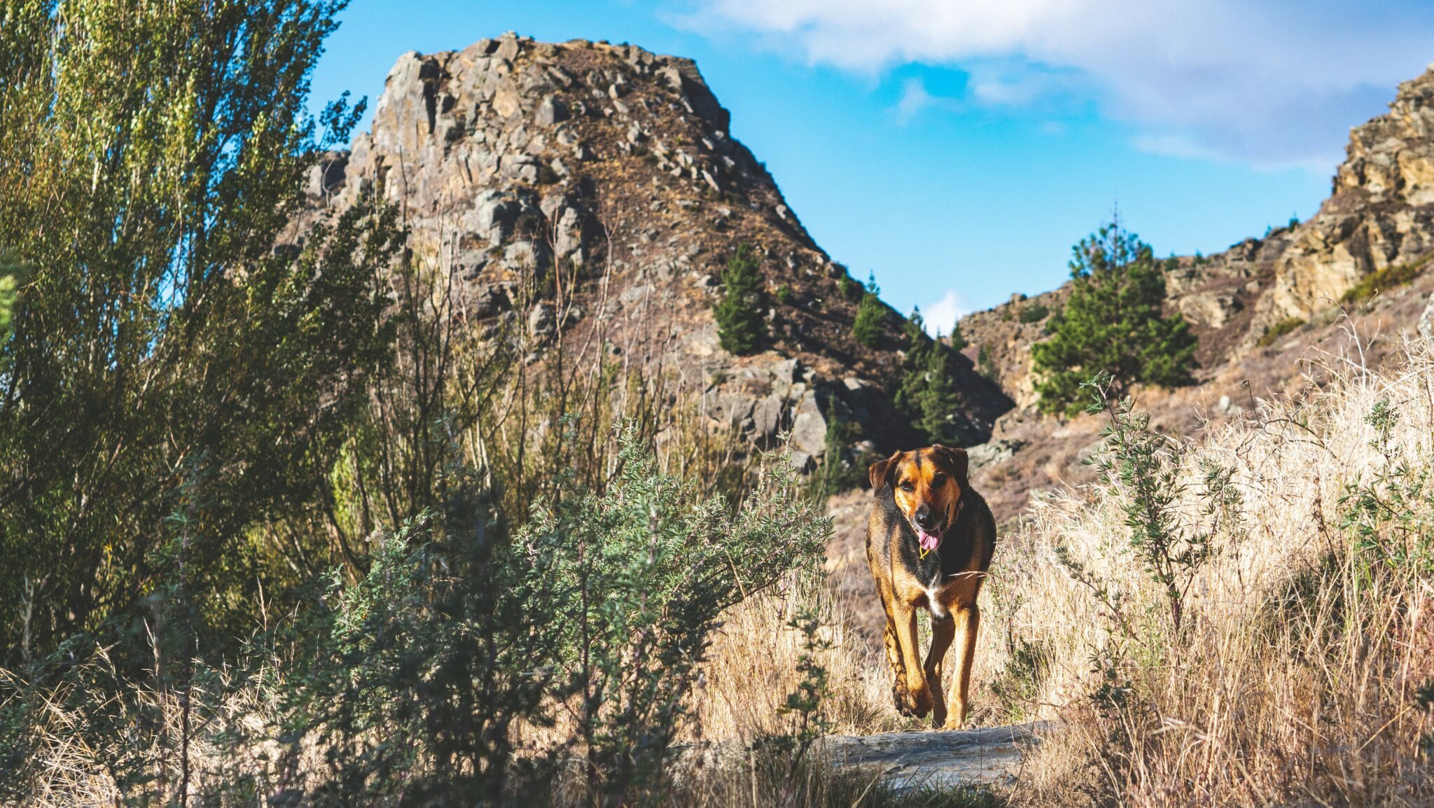 The Best Dog-Friendly Hiking Trails in the U.S.